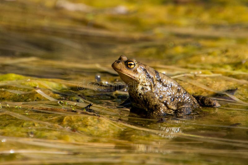 Fat toad in slime stock photo. Image of nature, animal - 356724228