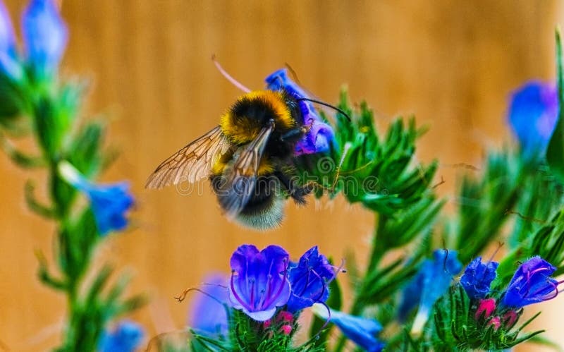The fat bumblebee stock photo. Image of pollinator, insect - 228763536