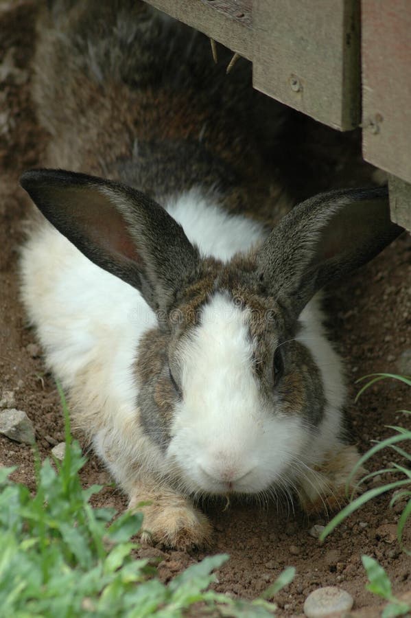 719 Fat Bunny Photos - Free & Royalty-Free Stock Photos from Dreamstime