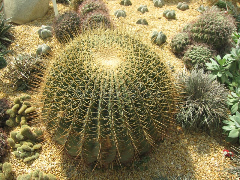 1,156 Fat Cactus Stock Photos - Free & Royalty-Free Stock Photos from ...