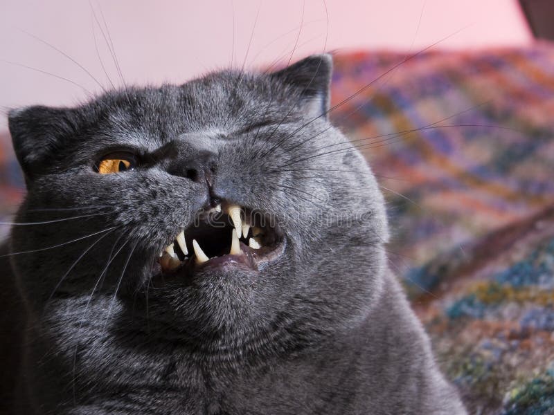 Fat cat stock photo. Image of grey, heavy, beautiful - 12831706