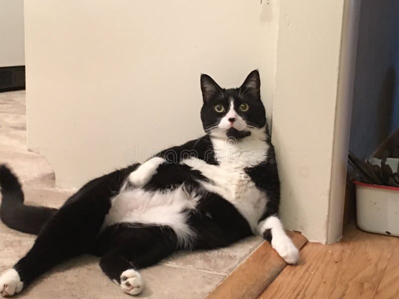 Fat Tuxedo Cats Fat Or Fluffy? How To Know When Your Cat Is Overweight