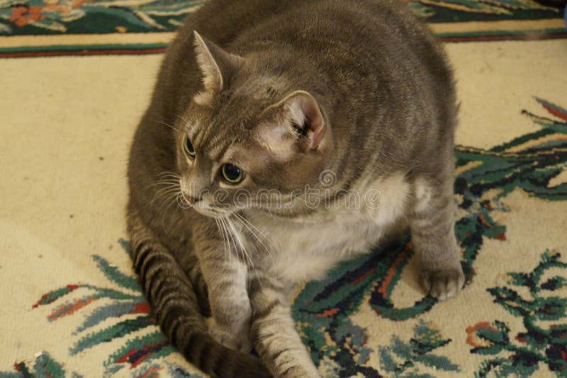 413 Fat Witch Stock Photos - Free & Royalty-Free Stock Photos from ...