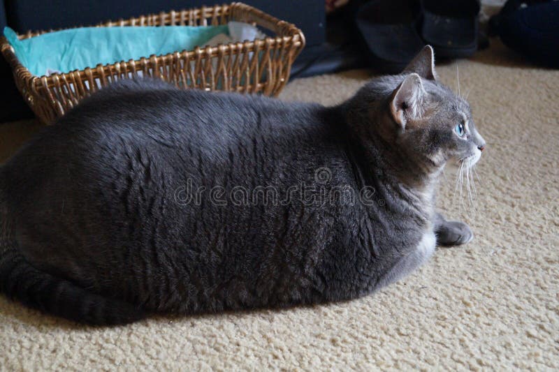 413 Fat Witch Stock Photos - Free & Royalty-Free Stock Photos from ...