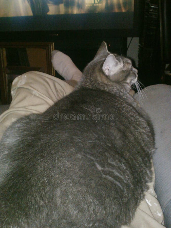 413 Fat Witch Stock Photos - Free & Royalty-Free Stock Photos from ...