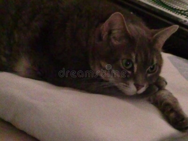 413 Fat Witch Stock Photos - Free & Royalty-Free Stock Photos from ...