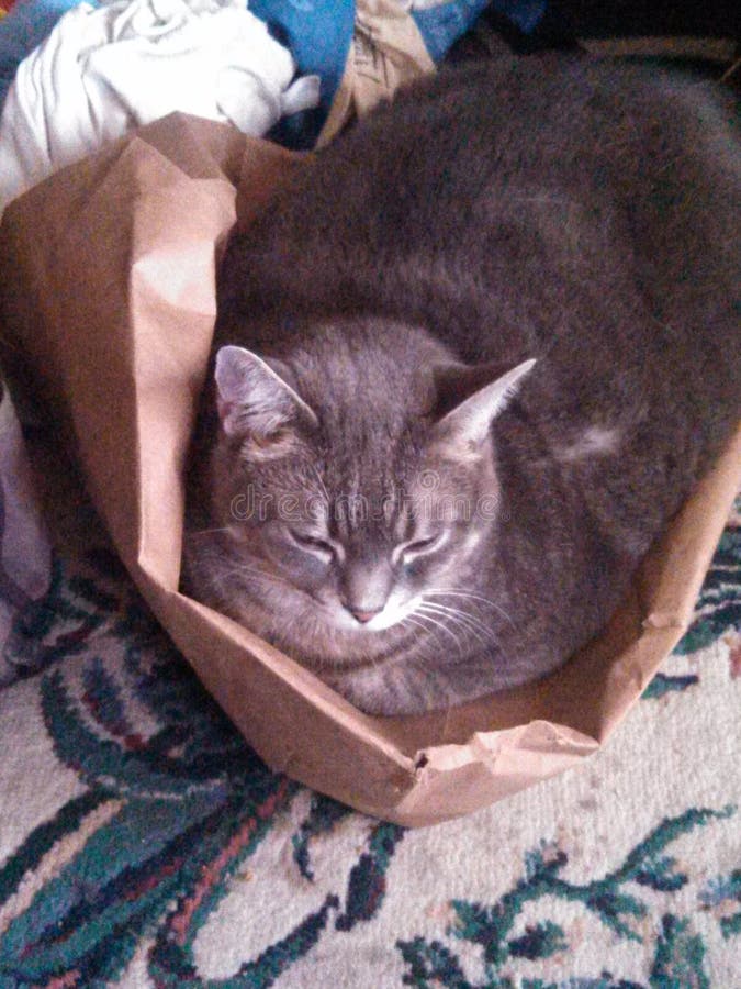 413 Fat Witch Stock Photos - Free & Royalty-Free Stock Photos from ...