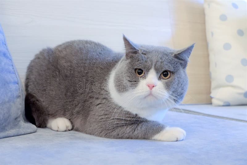 2,084 Crouching Cat Photos - Free & Royalty-Free Stock Photos from ...