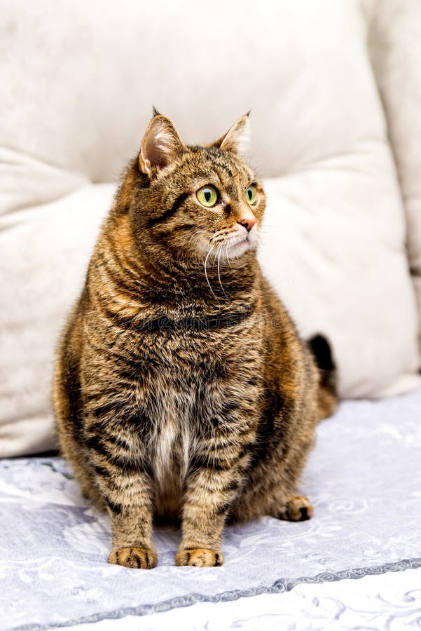 Fat Cat Due To Improper Feeding. Pet Health Problems Stock Photo ...