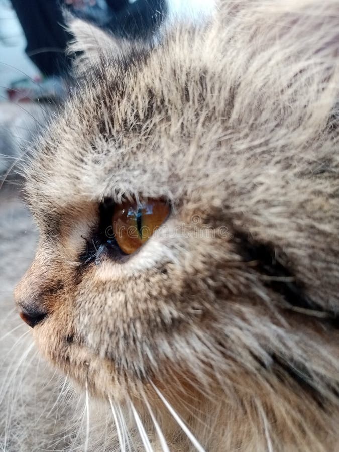 A Fat Cat Face with a Sharp Gaze Stock Photo - Image of face, look ...