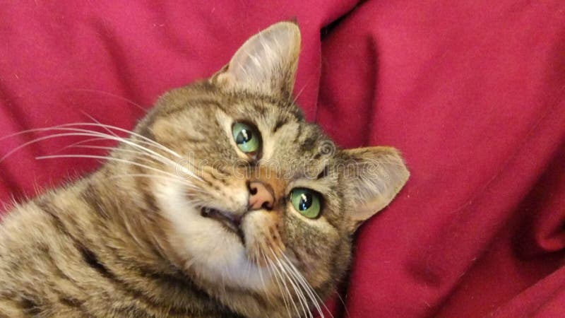 Fat cat stock photo. Image of face, eyes, funny, smile - 117428306