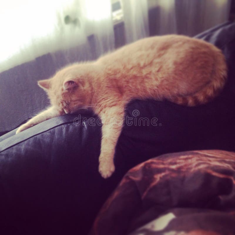 Fat cat stock photo. Image of sweet, napping, garfield - 53858350