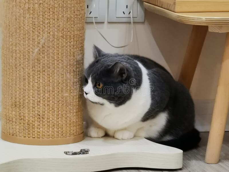 A Fat Cat Hiding Behind the Scratching Post Stock Photo - Image of ...