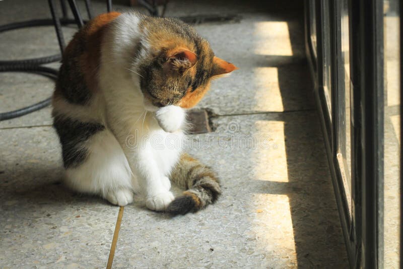 The Fat Cat is Licking and Licking, Cleaning Itself. Stock Photo ...