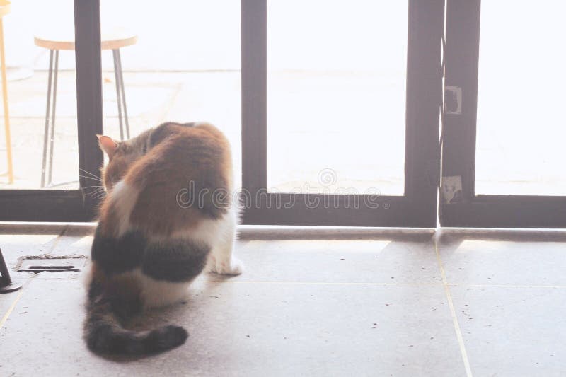 The Fat Cat is Licking and Licking, Cleaning Itself. Stock Image ...