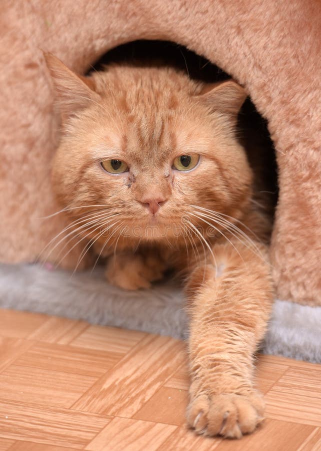 Fat-cat red cat stock photo. Image of door, feline, coat - 48478298