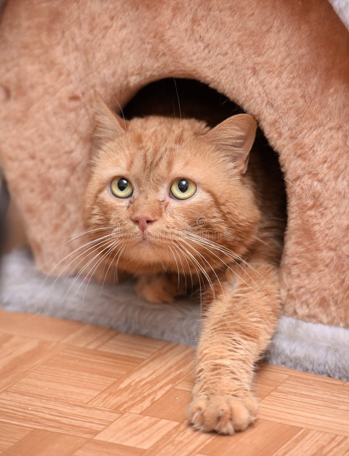 Fat-cat red cat stock image. Image of injured, beautiful - 48478431