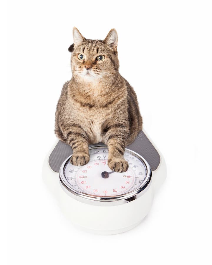 Fat Cat on Scale stock photo. Image of unhealthy, exercise - 50752026