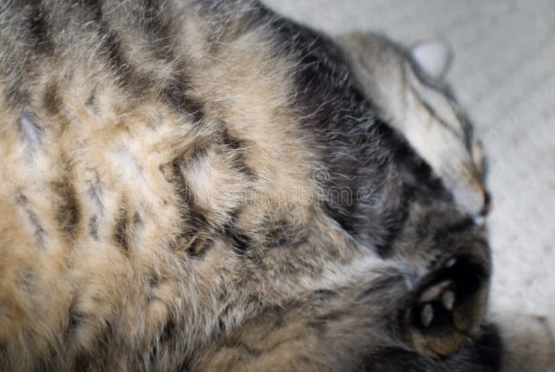 Fat cat sleeping stock photo. Image of closeup, lying - 3591444