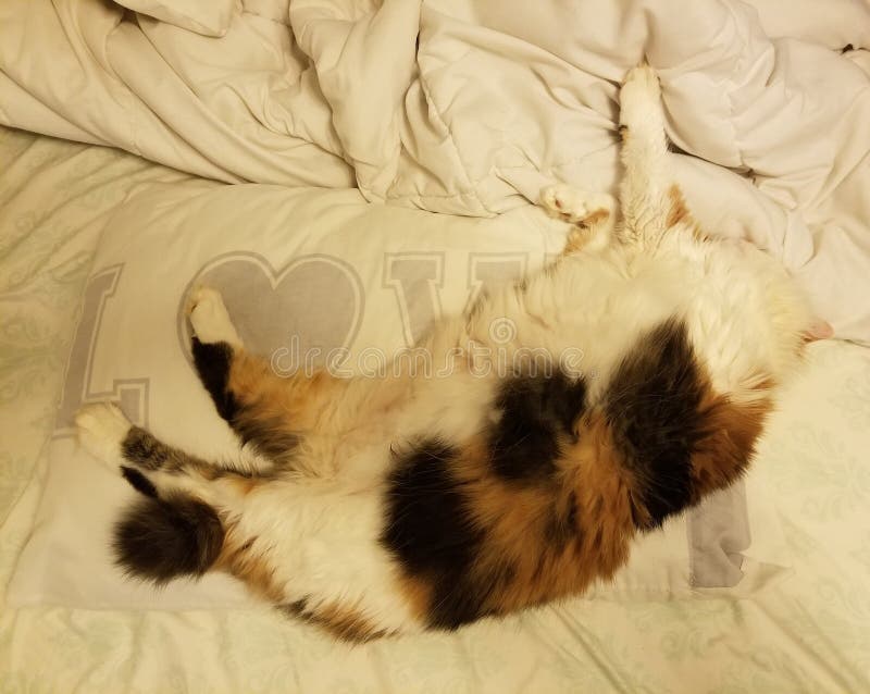 Kitty Love stock photo. Image of pillow, sleeping, kitty - 114015044