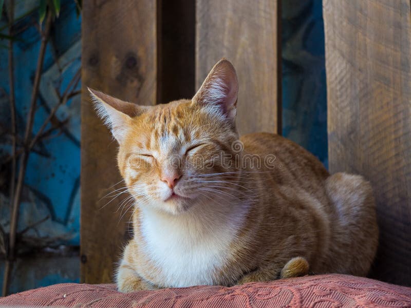 Fat cat sleeping stock image. Image of golden, terrace - 198385799