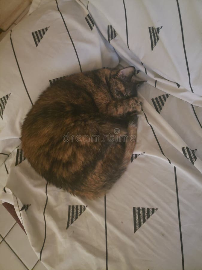 Fat cat sleeping stock photo. Image of closeup, lovable - 3591444