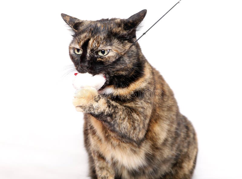 Fat cat with toy stock photo. Image of conceptual, cute - 31192962