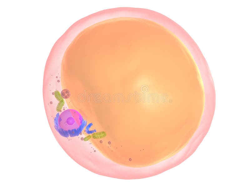 Fat cell stock illustration. Illustration of adipocyte - 9165974