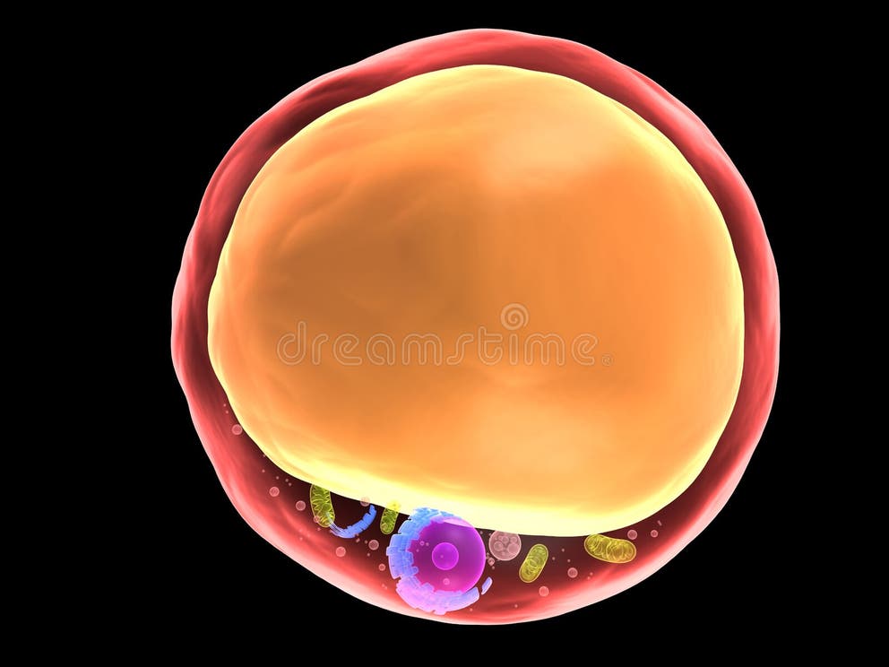 Adipocyte Structure Stock Illustrations – 164 Adipocyte Structure Stock ...