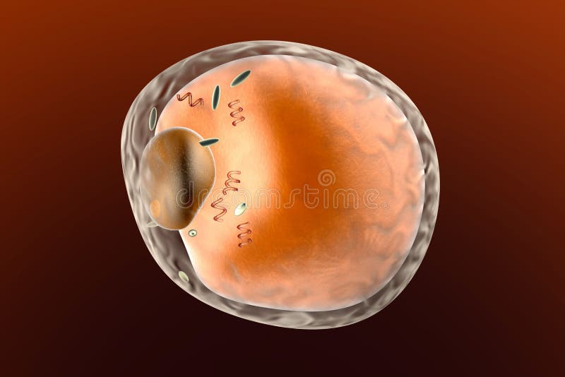 Fat Cell stock illustration. Illustration of cells, cholesterol - 41378628