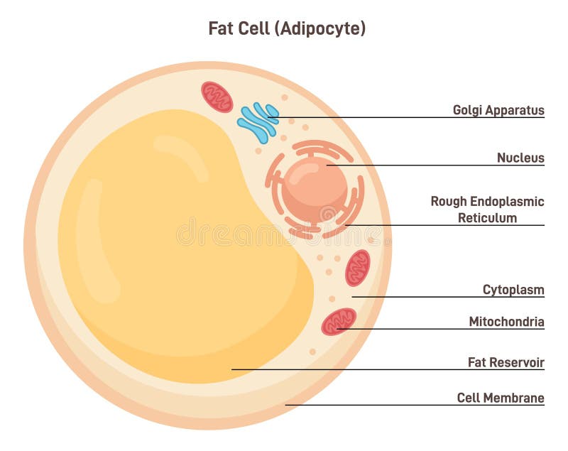 Fat Cell Structure Adipocytes Or Lipocytes Compose Adipose Tissue Stock Vector Illustration