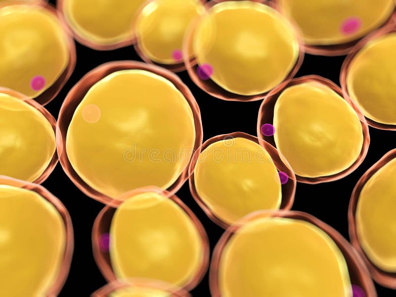 Fat cells stock illustration. Illustration of adipocyte - 23711219