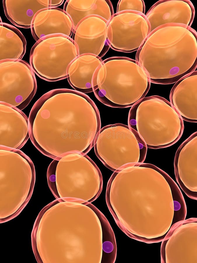 Fat cells stock illustration. Illustration of cellular - 9166294
