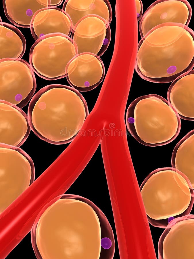 Fat cells stock illustration. Illustration of obese, mitochondrion ...