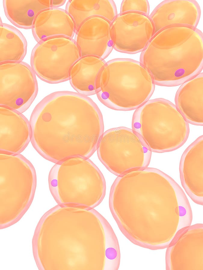 Fat cells stock illustration. Illustration of cell, structure - 9166342