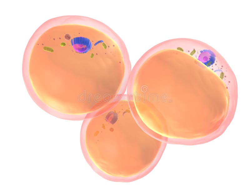 Fat cells stock illustration. Illustration of biology - 9166716