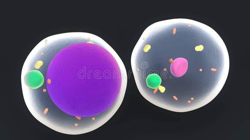 Fat Cells or Adipocytes stock illustration. Illustration of increase ...