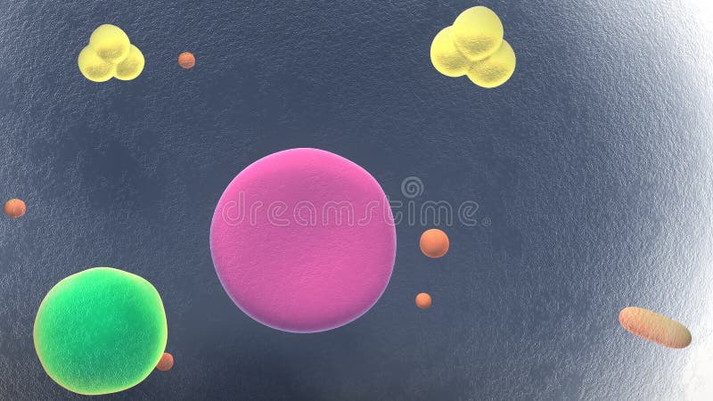 Adipocyte Structure. Fat Cell Stock Vector - Illustration of adipocytes ...