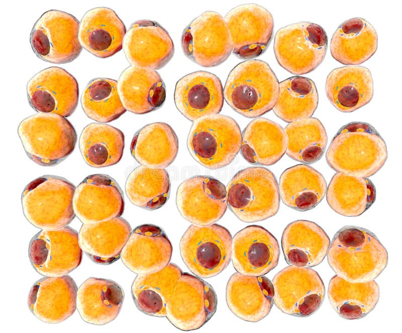 Fat Cells from Adipose Tissue. Adipocytes. Inside Human Organism ...