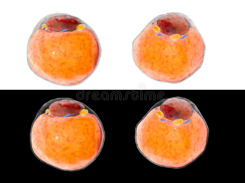 Fat Cells from Adipose Tissue. Adipocytes. Inside Human Organism ...