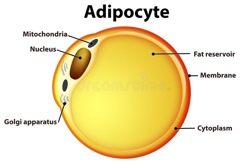 Fat Cells From White Adipose Tissue Stock Illustration Illustration Of Diagram Labeled 282603013