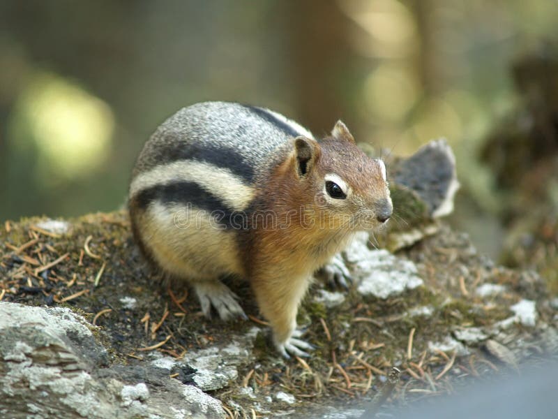 Fat chipmunk stock photo. Image of fast, chipmunk, pest - 6219672