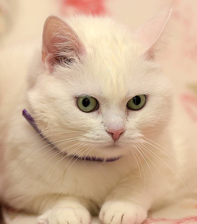 Contented White Cat in a Collar Stock Photo - Image of british ...