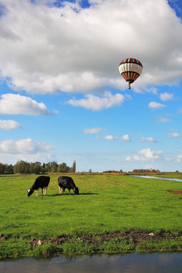 Fat Cows Grazing. in Cloudy Sky Flying Balloon Stock Image - Image of ...