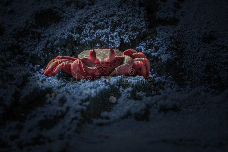 Red Crab on Blue Sand Colored Stock Photo - Image of crab, hearts ...
