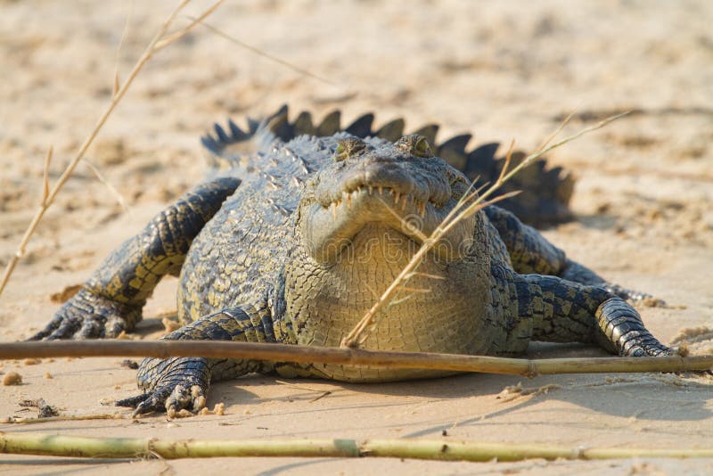 Fat croc stock image. Image of safari, scales, bathing - 27675479