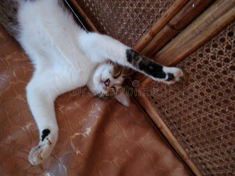 Fat Cute Cat Sleep on Chair Stock Image - Image of sleep, chair: 151908323