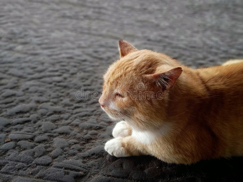 Fat Orange Cat stock photo. Image of ginger, cozy, mammal - 357851668