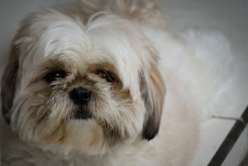 Fat and Cute Silly Face Naughty Dog Stock Photo - Image of terrier ...