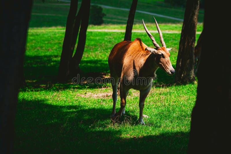 Fat Deer in the Sunny Garden Grass with Shadows with Tress Stock Photo ...